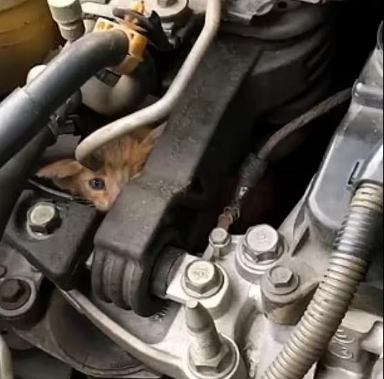 The driver saved a kitten that drove 30 km under the hood of the car