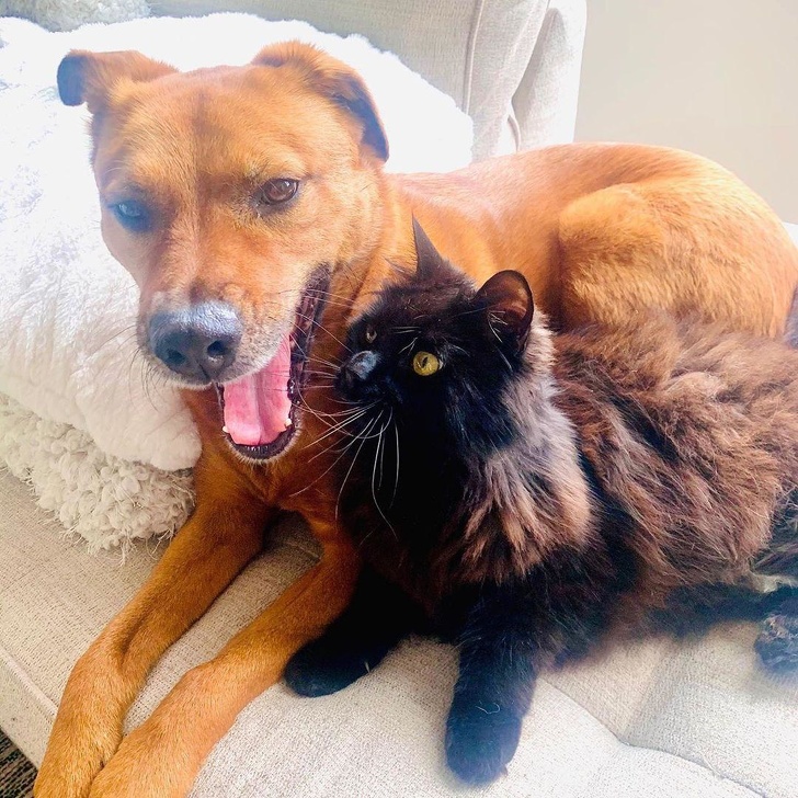 Marvin the cat helps the dog Moose not to be afraid of noise