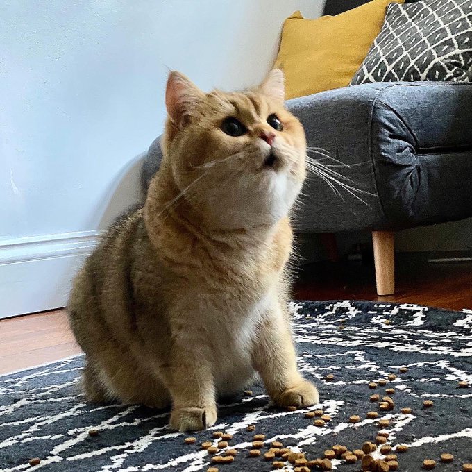 The girl accidentally spilled the food and photographed the reaction of ...