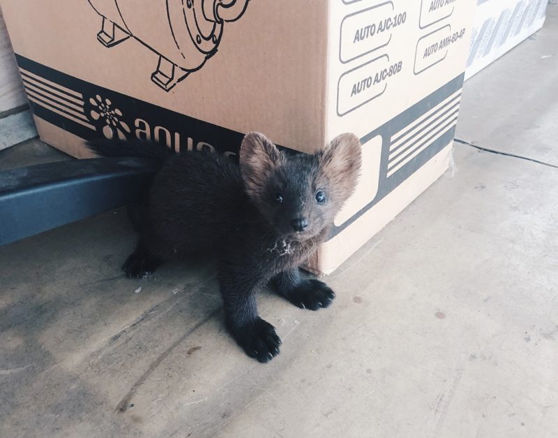 The story of a cute sable, who fortunately did not become a fur coat