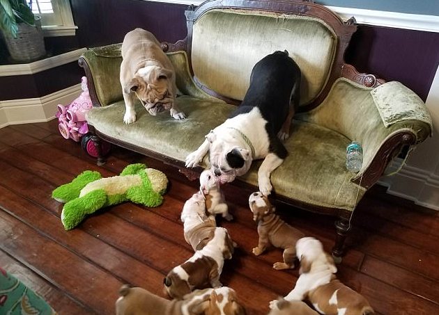 Dad needs a rest: a bulldog father escapes from nine of his puppies