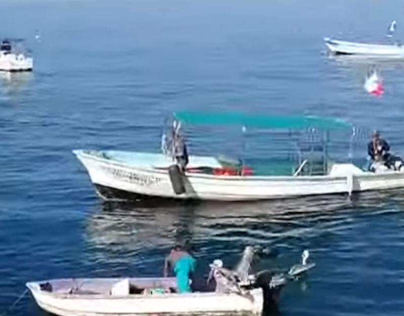 Observa lo que sucede cuando un pelícano busca un abrazo de un pescador.
